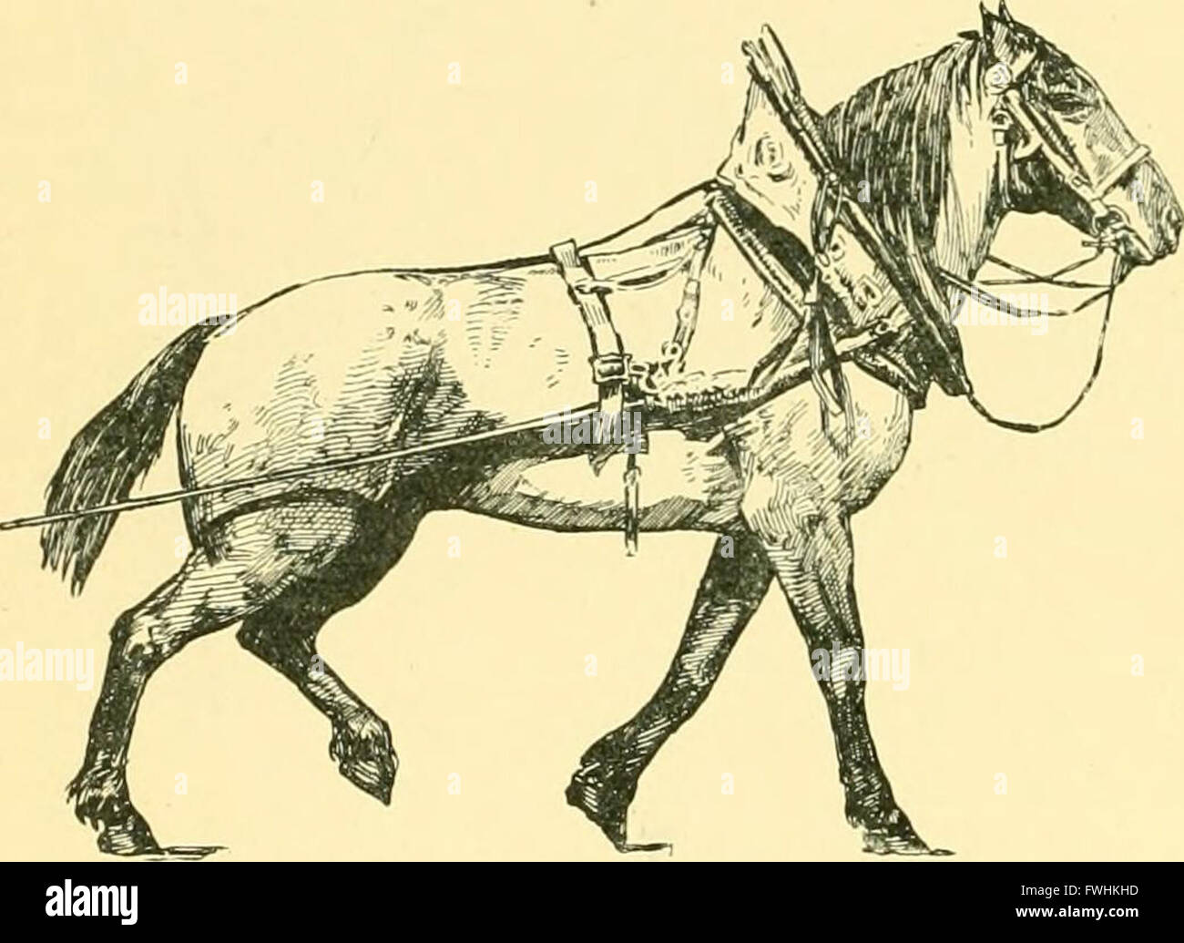 The Horse - its treatment in health and disease, with a complete guide to breeding, training and ...