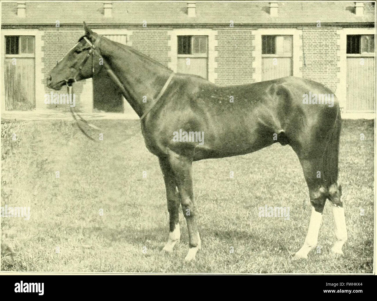 The Horse - its treatment in health and disease, with a complete guide to breeding, training and ...