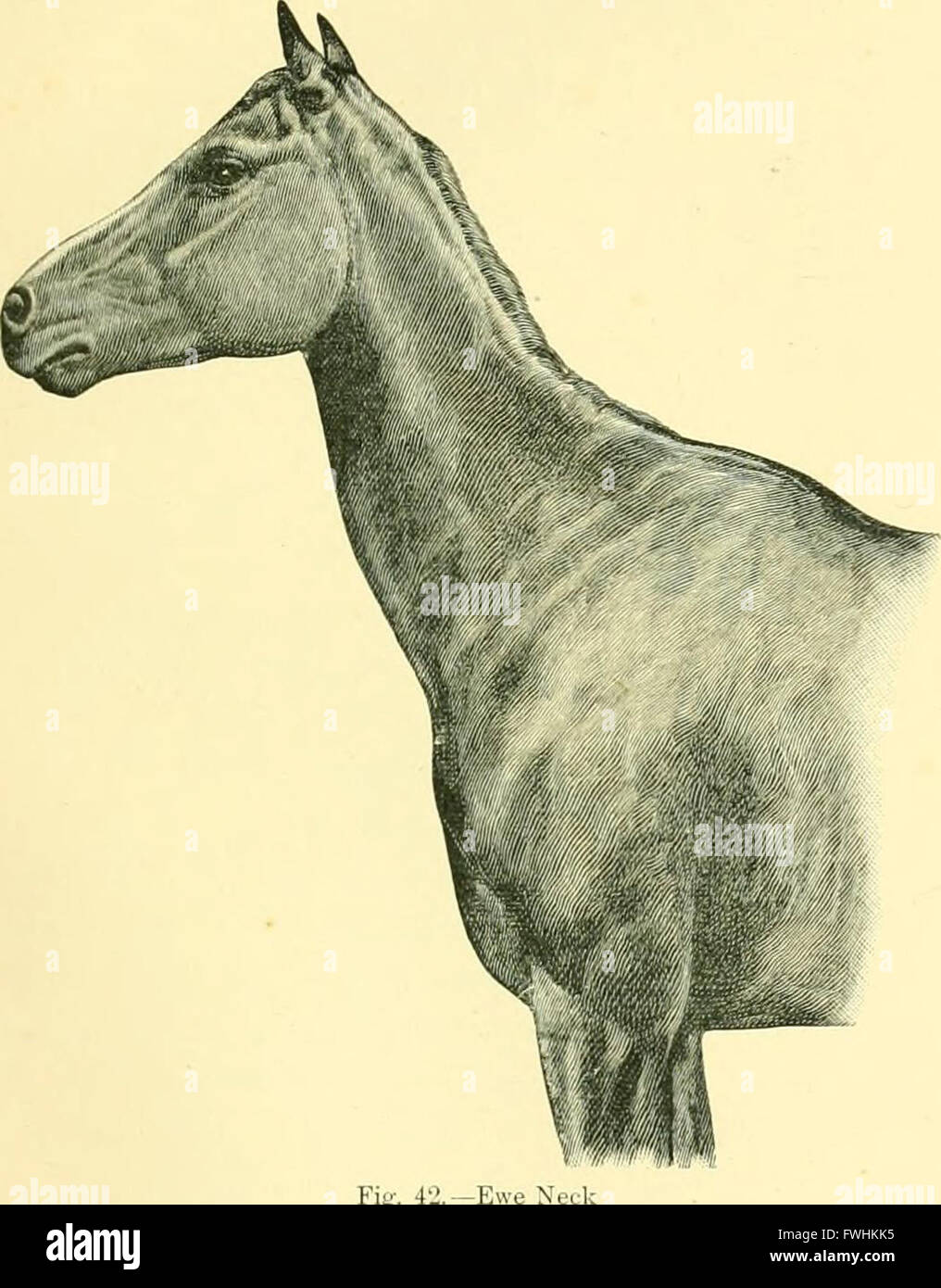 The Horse - its treatment in health and disease, with a complete guide to breeding, training and ...