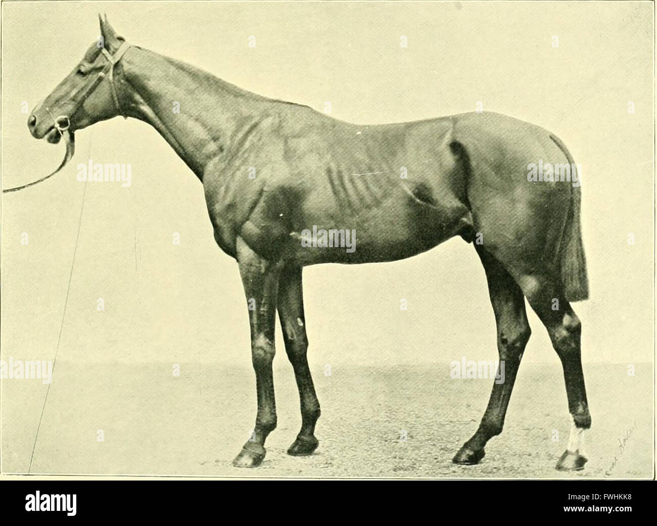 The Horse - its treatment in health and disease, with a complete guide to breeding, training and ...