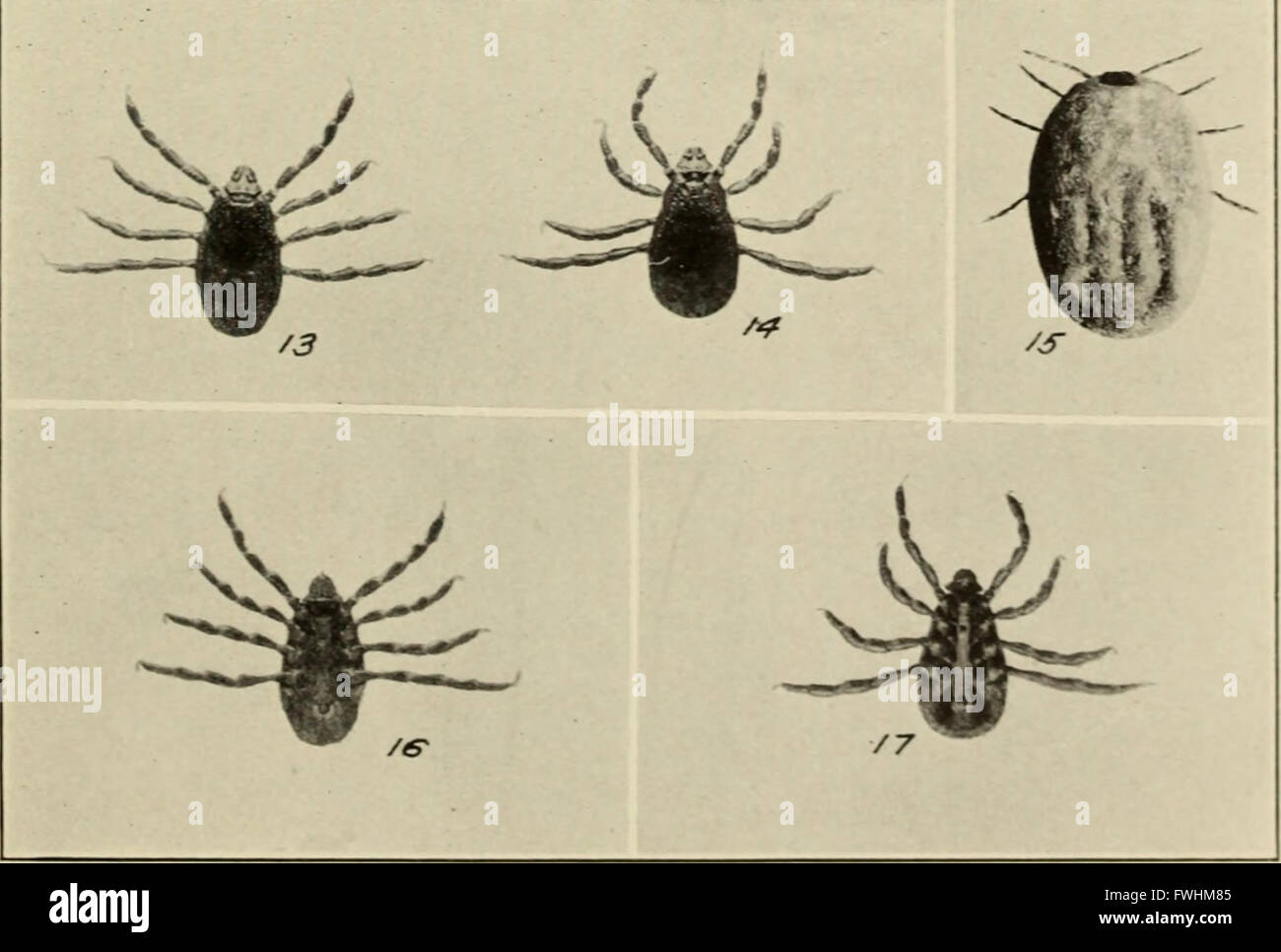 North American Ticks High Resolution Stock Photography and Images - Alamy