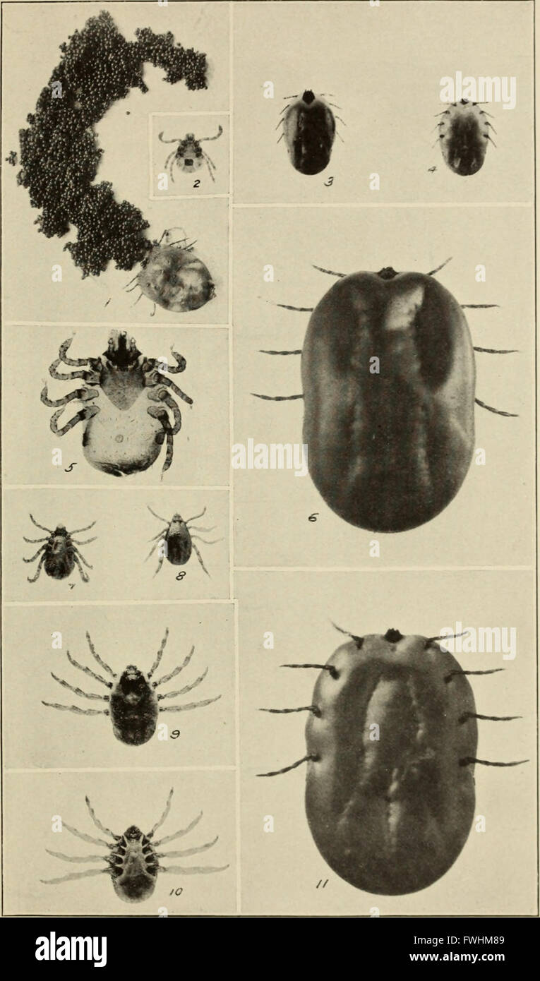 This work examines the biology, life cycles, and ecological roles of ...
