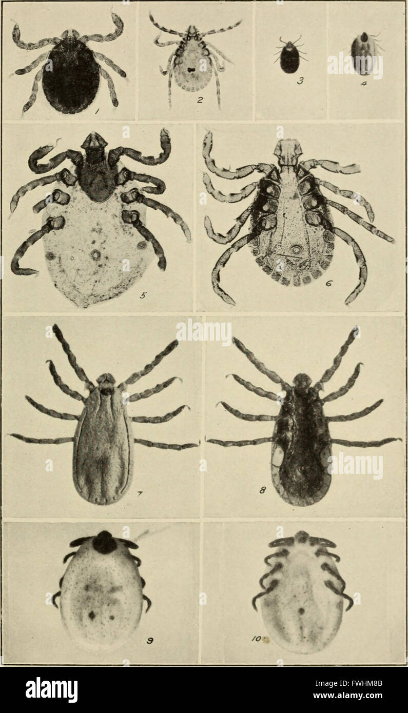 This 1912 publication examines the life cycle and biological ...