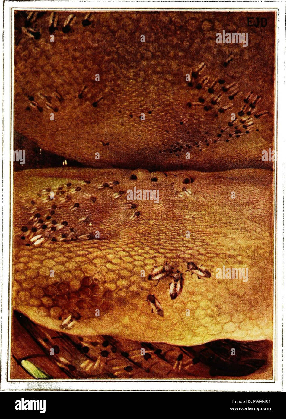 This 1911 work explores the behavior, social structure, and biology of ...