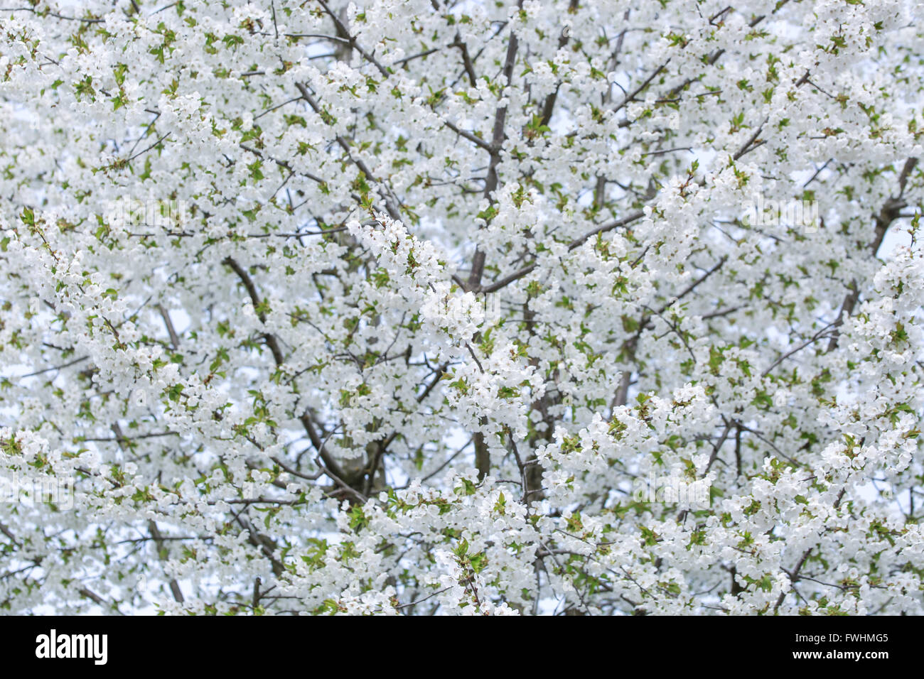 White cherry flowers Stock Photo - Alamy