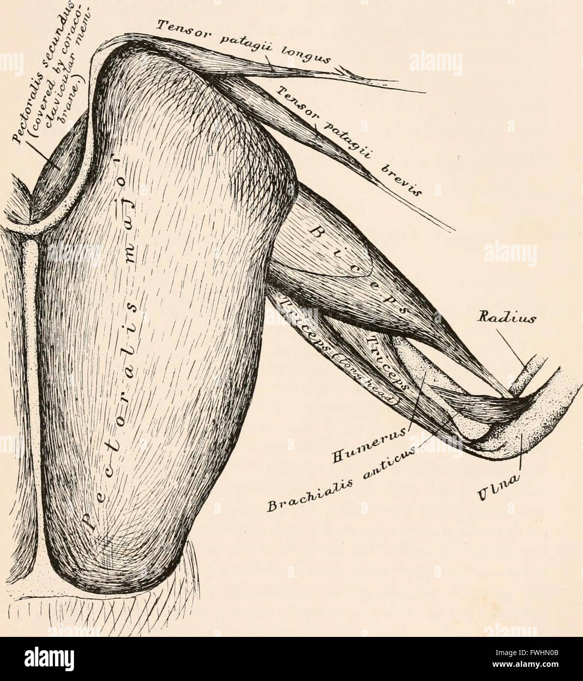 A 1890 scientific guide examining the muscular system of the raven ...