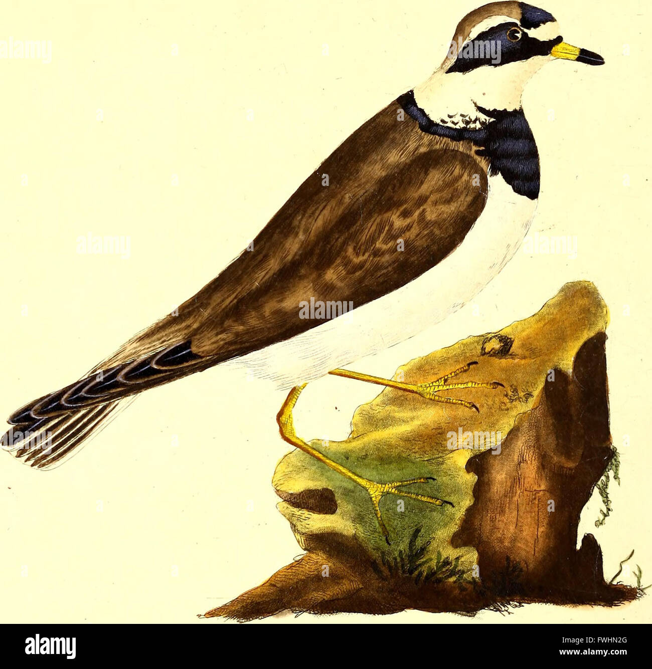 This work examines the natural history of British birds, highlighting ...