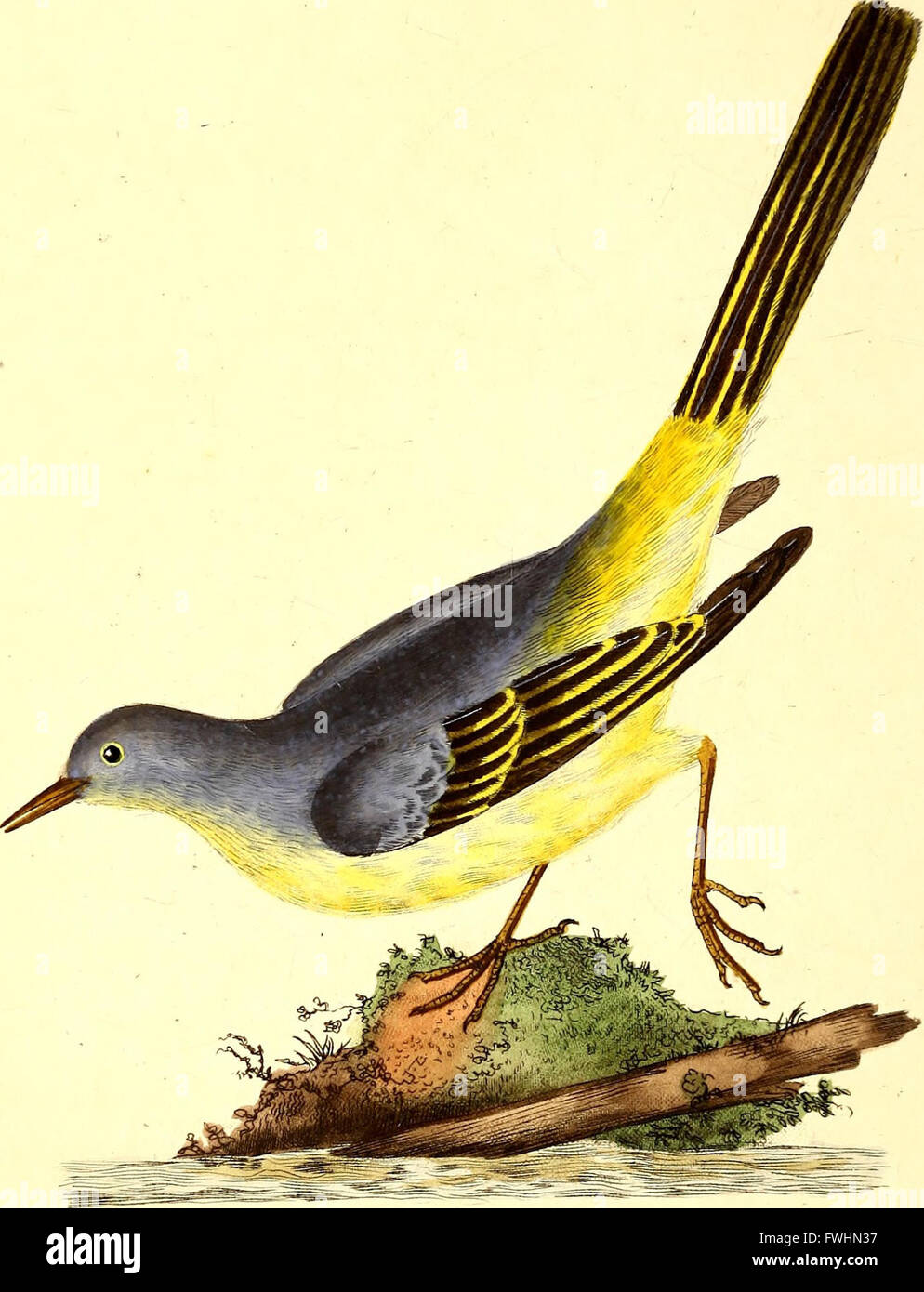 This book offers an in-depth look at rare and notable British bird ...