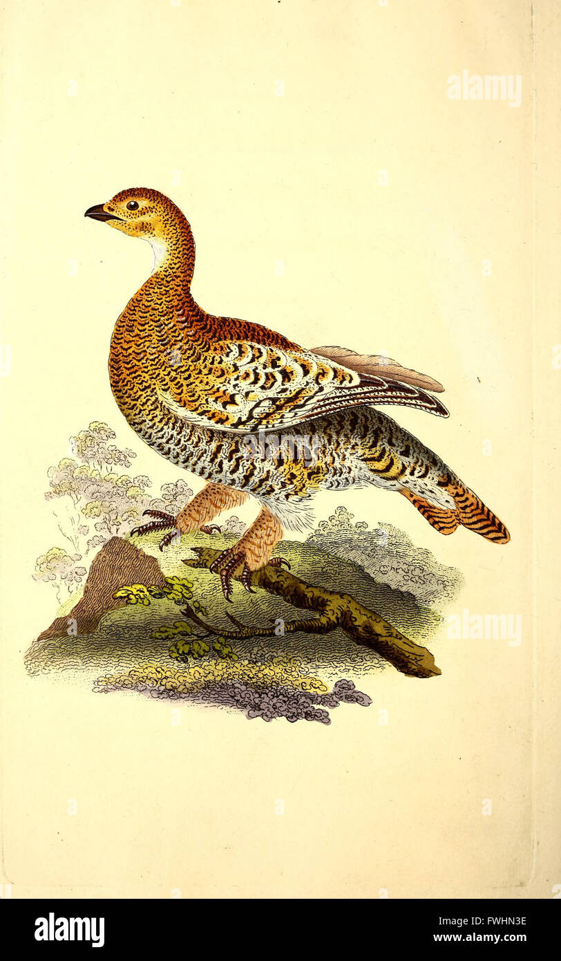 This work presents a natural history of British birds, highlighting ...