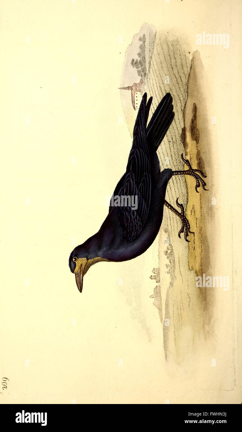 A comprehensive guide to the birds of Britain, highlighting rare and ...