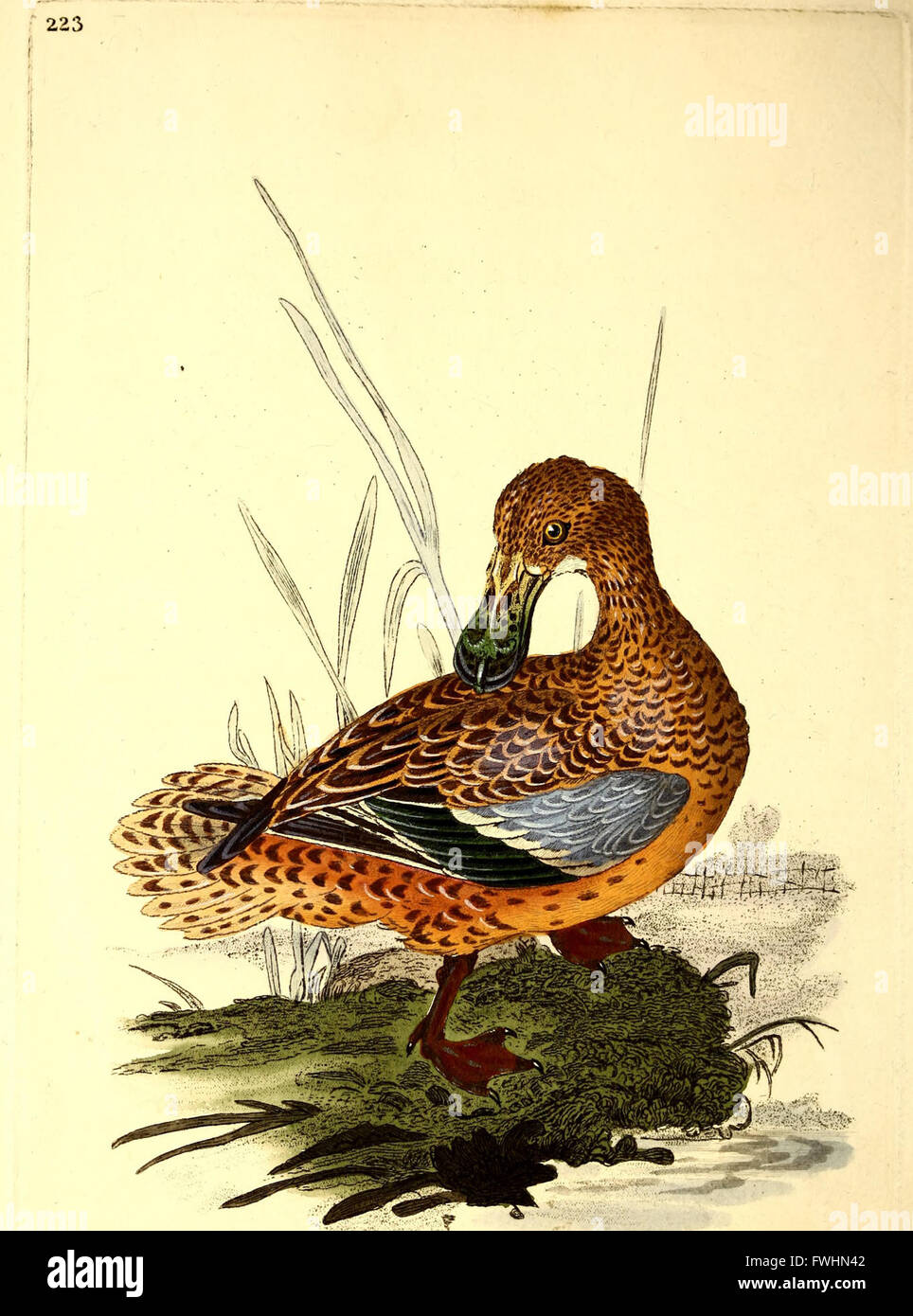 A work focused on the natural history of British birds, highlighting ...