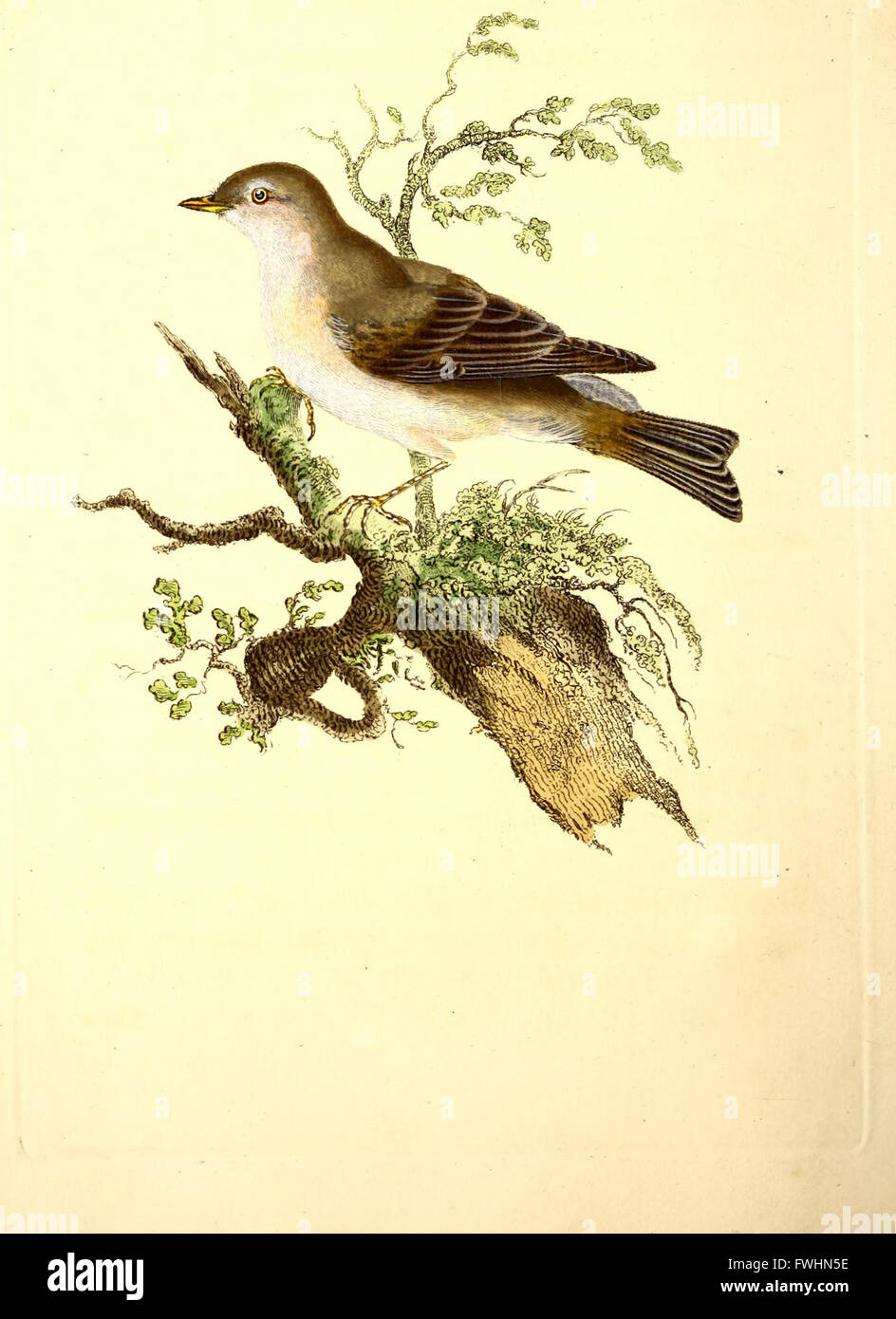 This work presents a selection of rare and notable British bird species ...