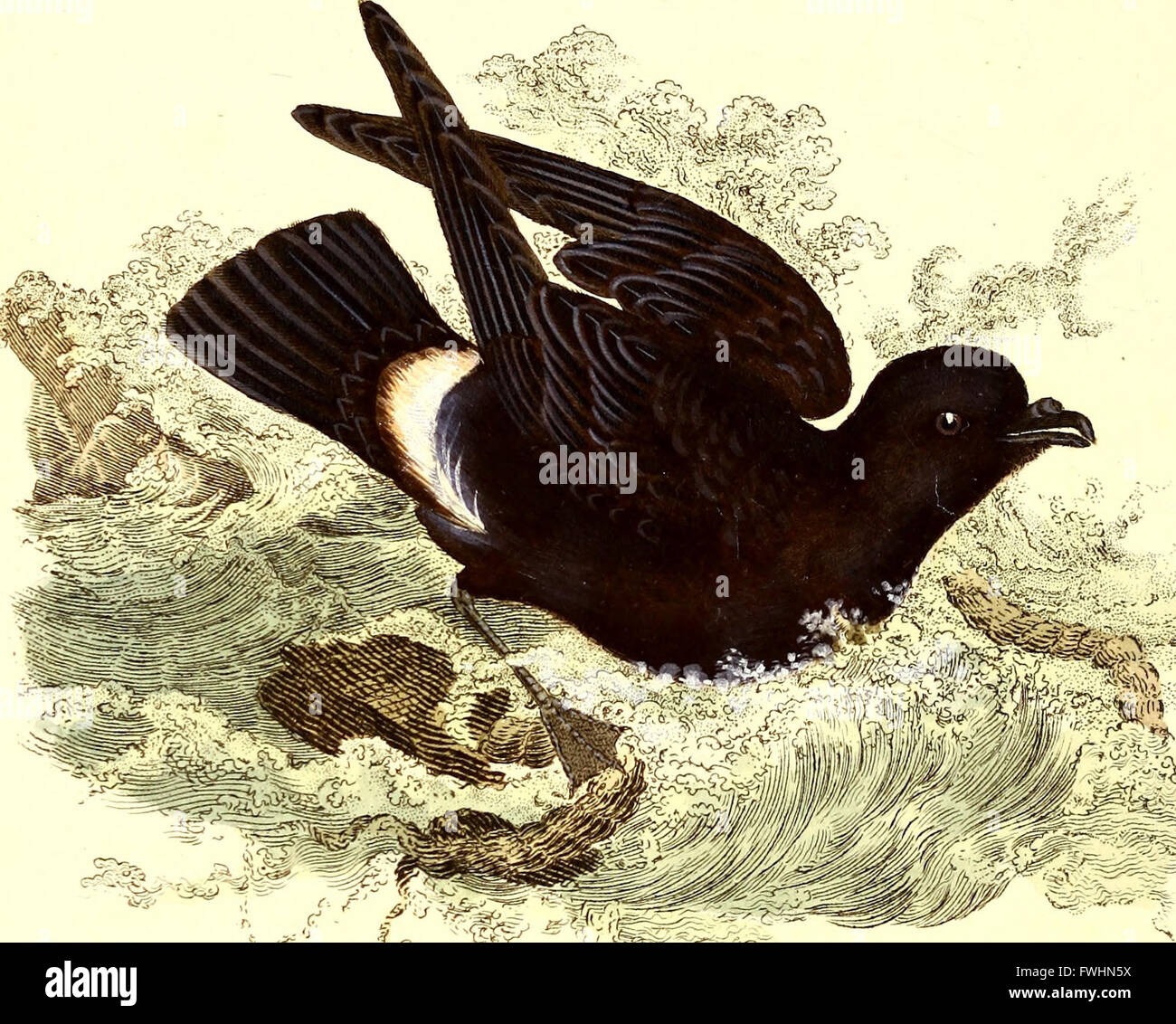 This work details a selection of rare and beautiful British birds ...