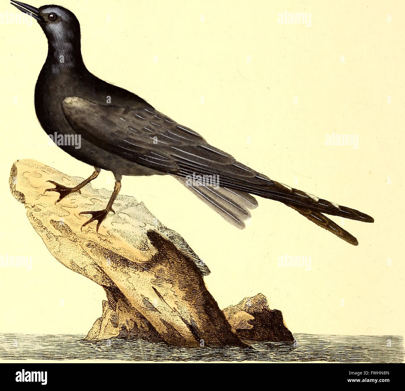 Systema naturae book cover hi-res stock photography and images - Alamy