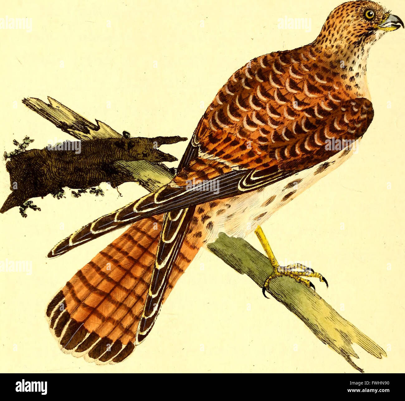 'The Natural History of British Birds' provides a comprehensive guide ...