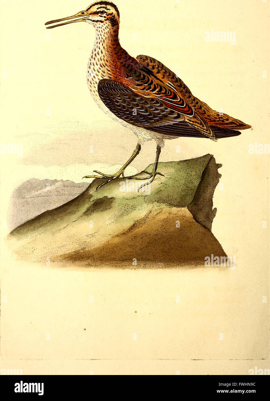 This work offers a detailed look at British bird species, focusing on ...