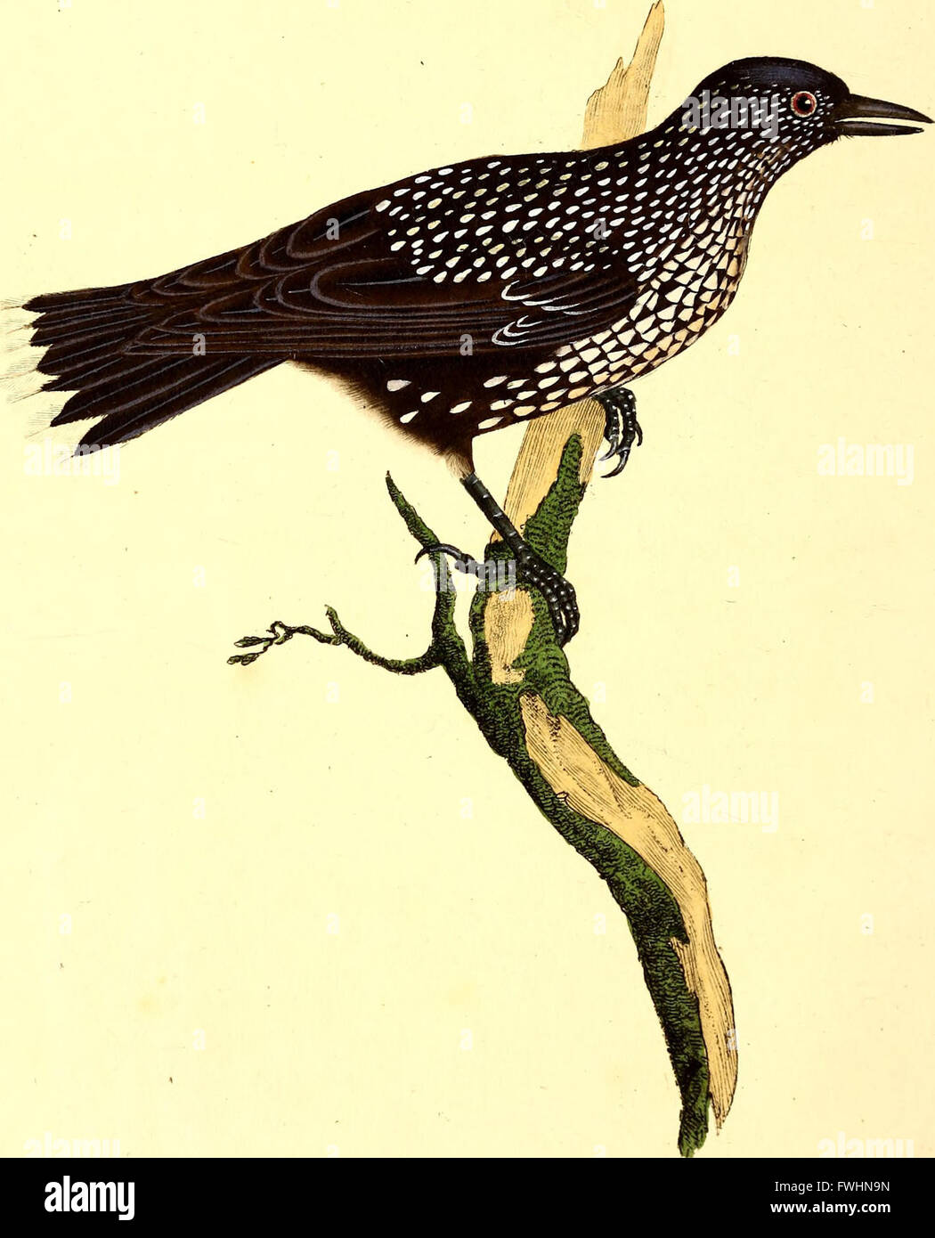 This work offers detailed descriptions of rare and beautiful British ...