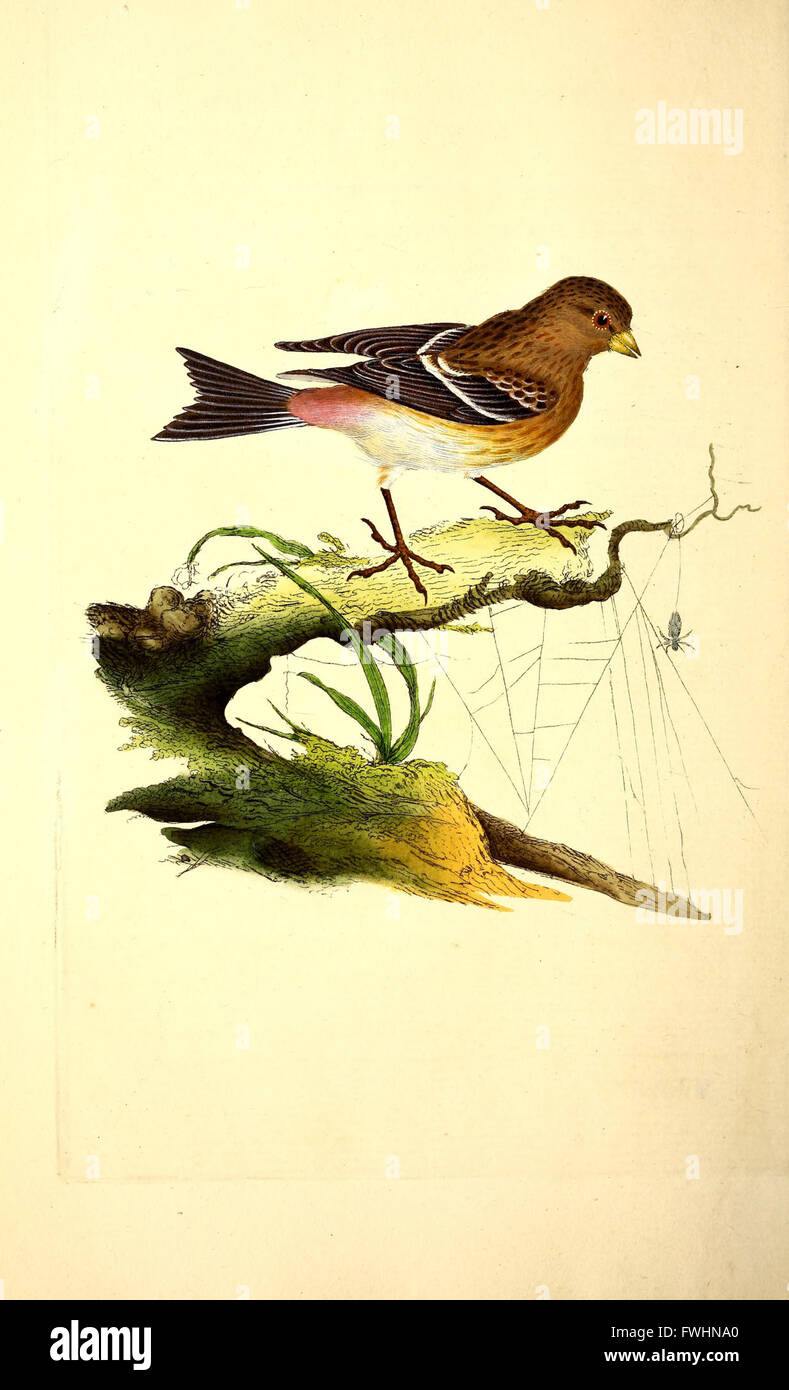 This work presents descriptions of rare and interesting British bird ...