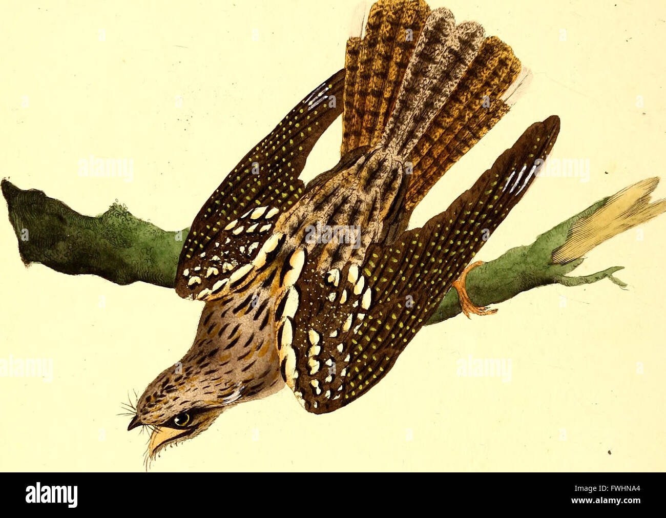 This work provides descriptions of rare and notable British bird ...