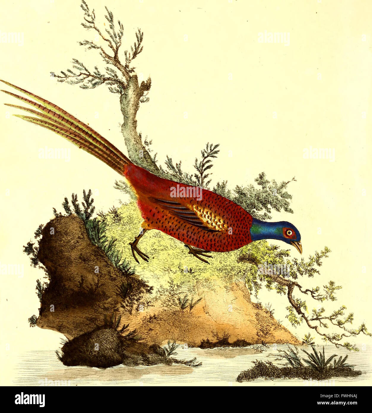 This work provides descriptions of British birds, focusing on rare and ...