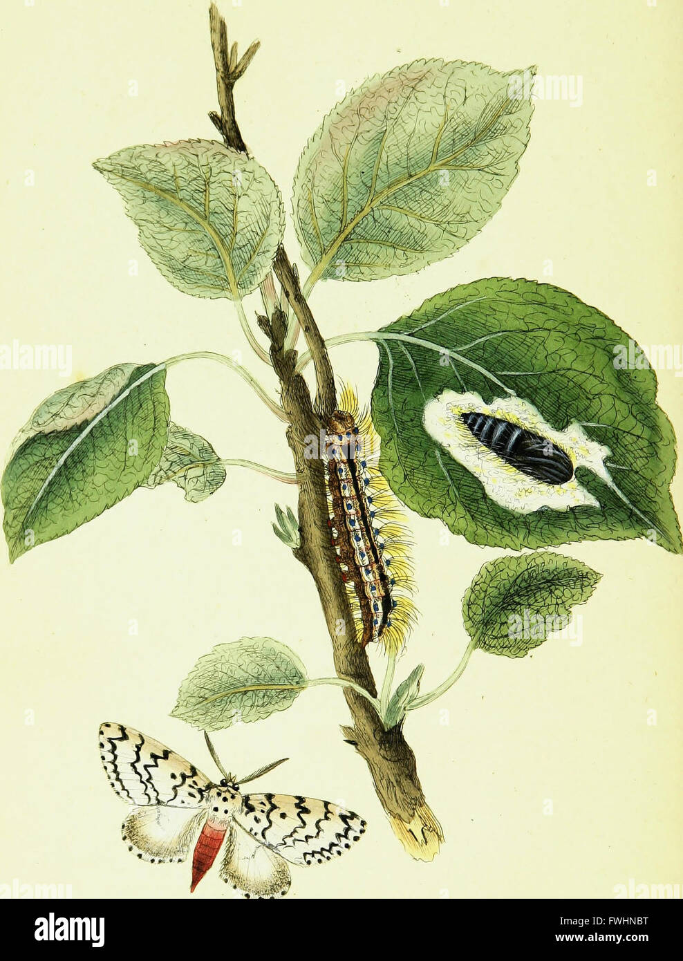 A detailed study of British insects, focusing on their life stages ...