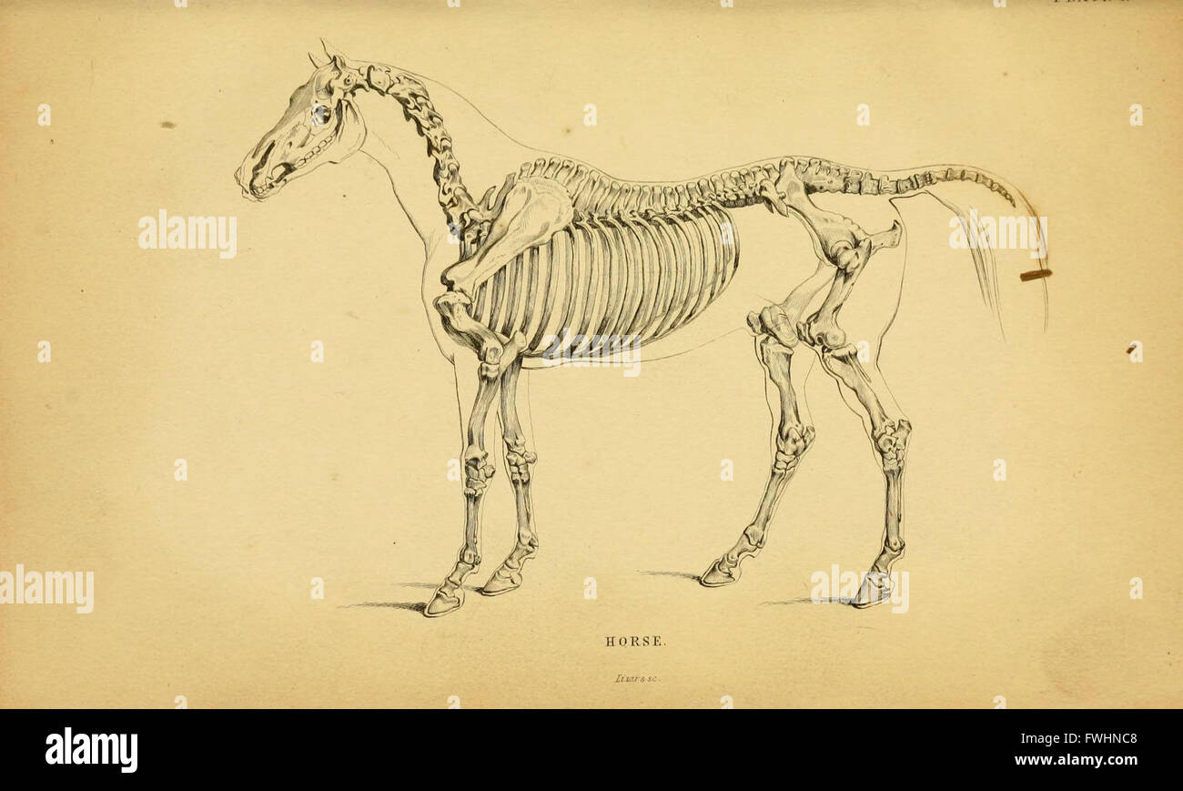 The Natural History of Horses (Plate I) provides a detailed study of ...