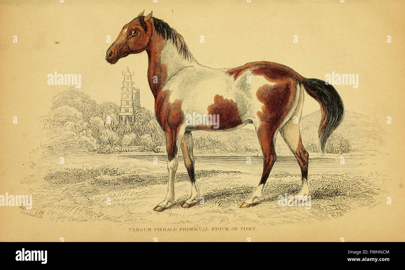 This plate from 'The Natural History of Horses' offers visual ...