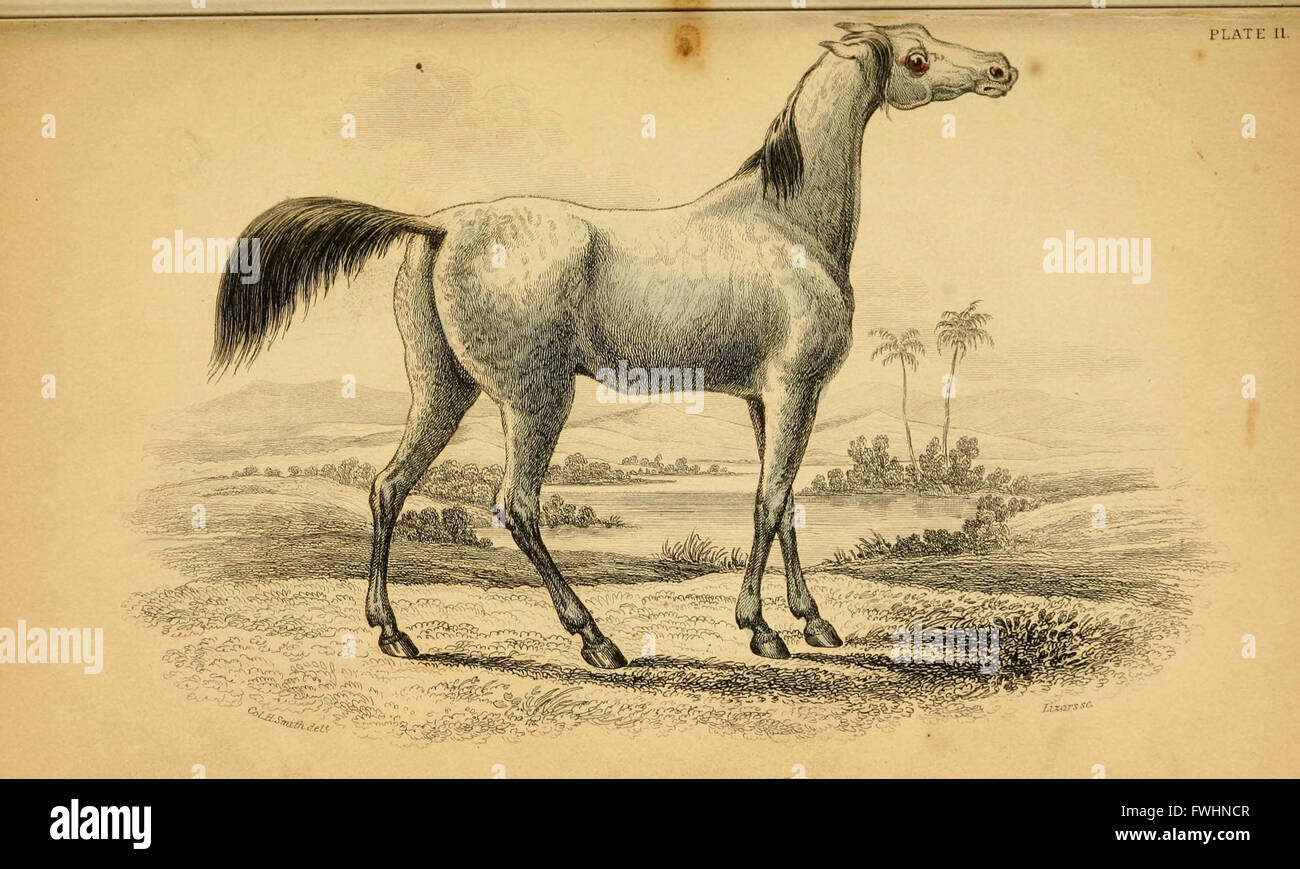 This work, with its focus on horses, provides insights into the anatomy ...