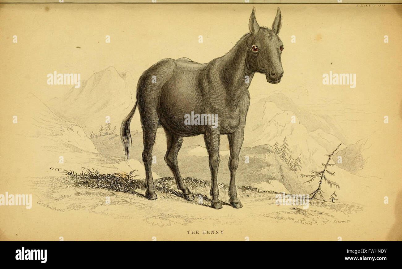'The Natural History of Horses' focuses on the anatomy, physiology, and ...