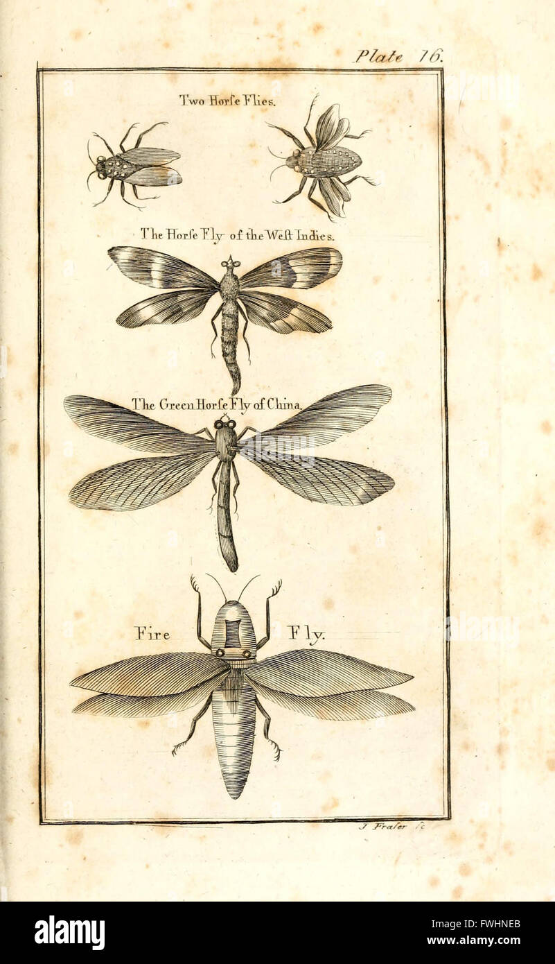 Plate 16 from 'The Natural History of Insects,' showcasing detailed ...