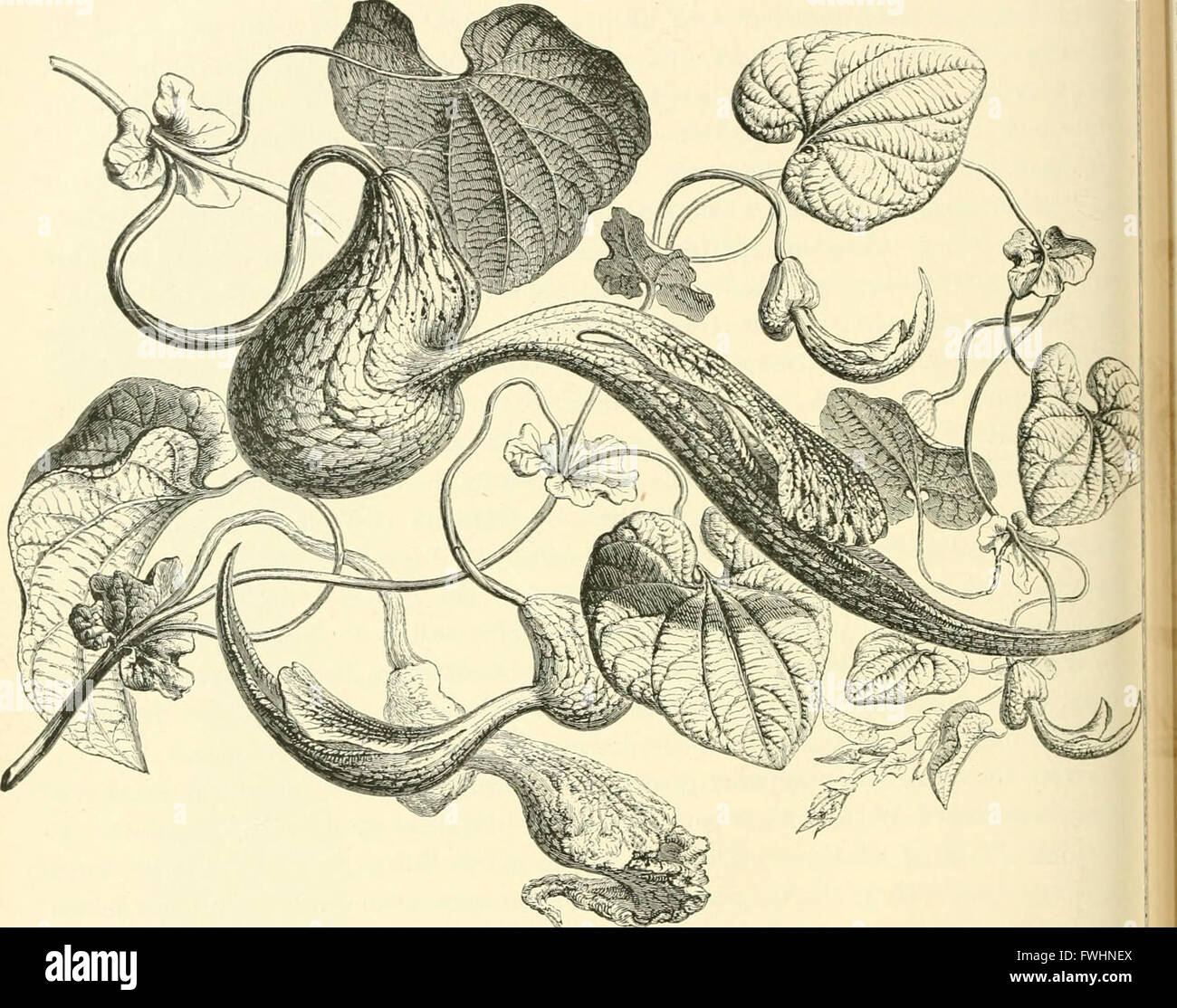 'The Natural History of Plants' (1902) explores plant biology ...