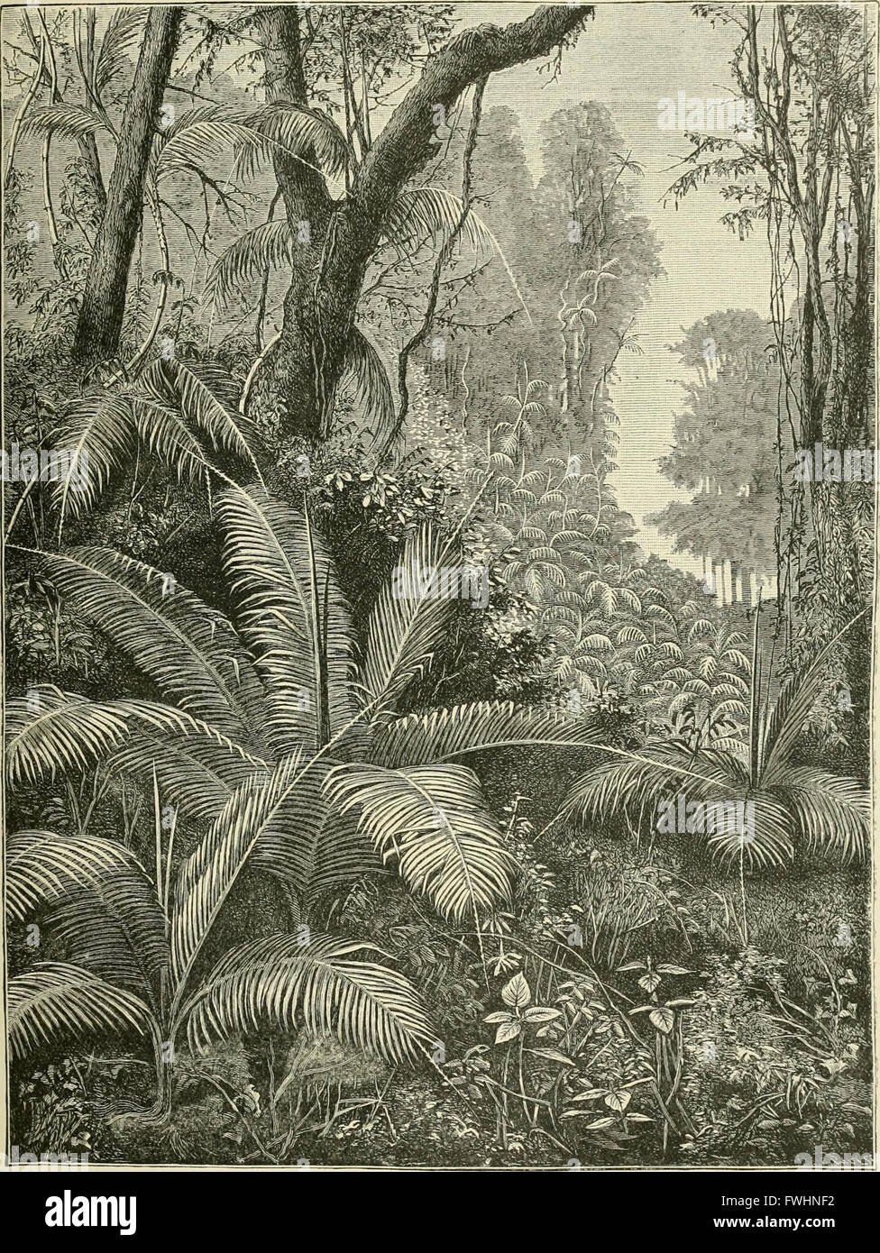 This 1902 work covers the natural history of plants, including their ...