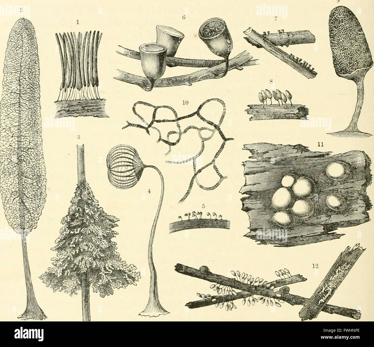 Diverse seed forms hi-res stock photography and images - Alamy