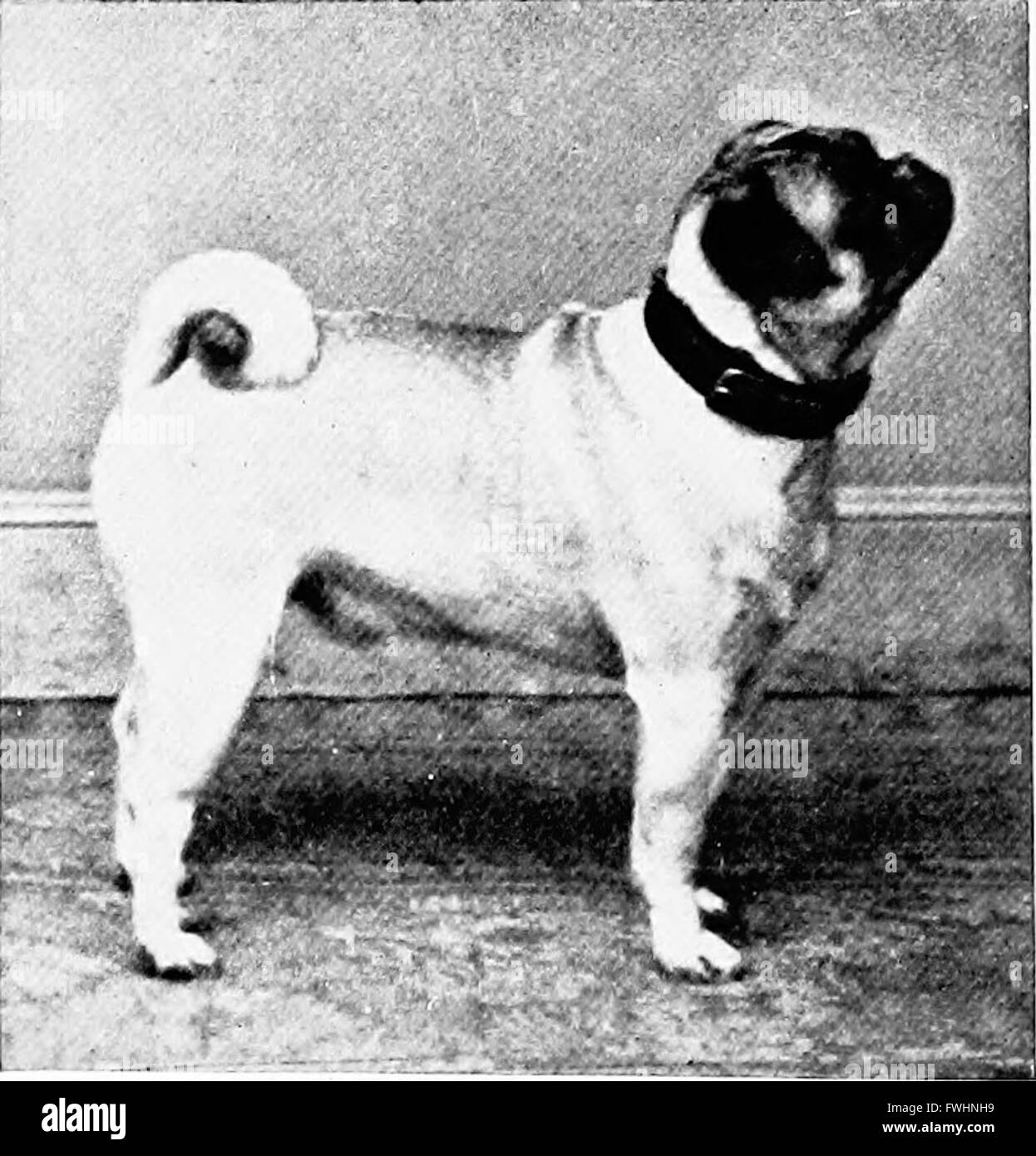 'The New Book of the Dog' (1907) is a comprehensive guide to British ...