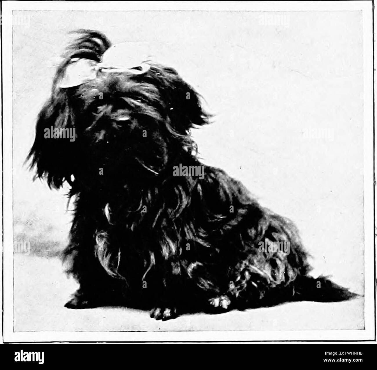 This 1907 book offers a comprehensive guide to British dogs and their ...