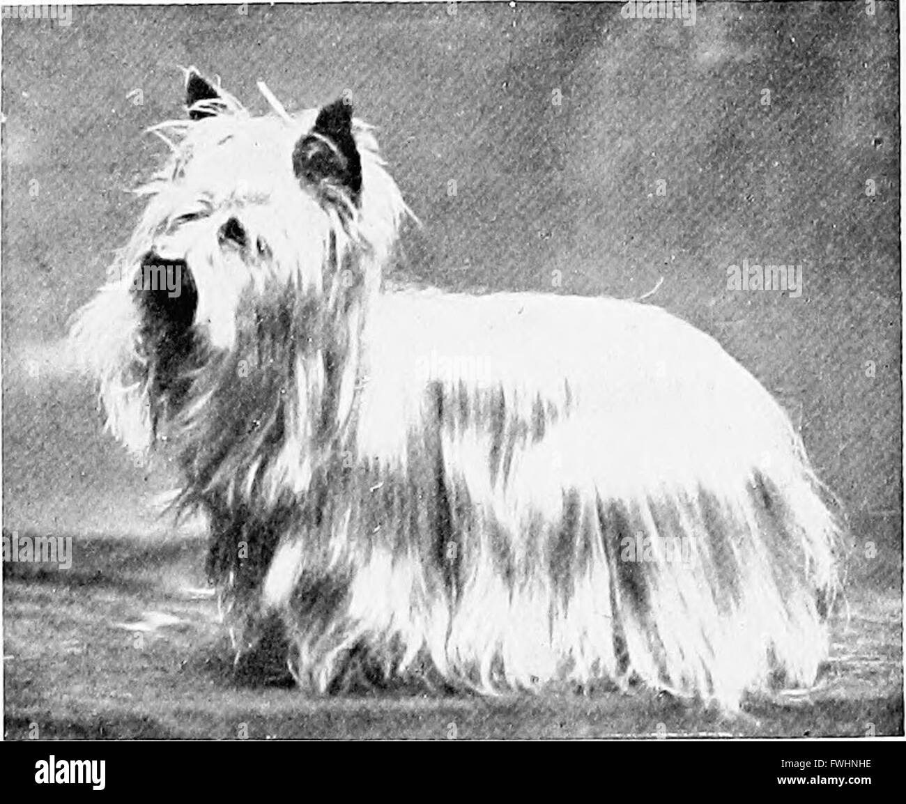 *The New Book of the Dog* (1907) offers an in-depth look at British dog ...