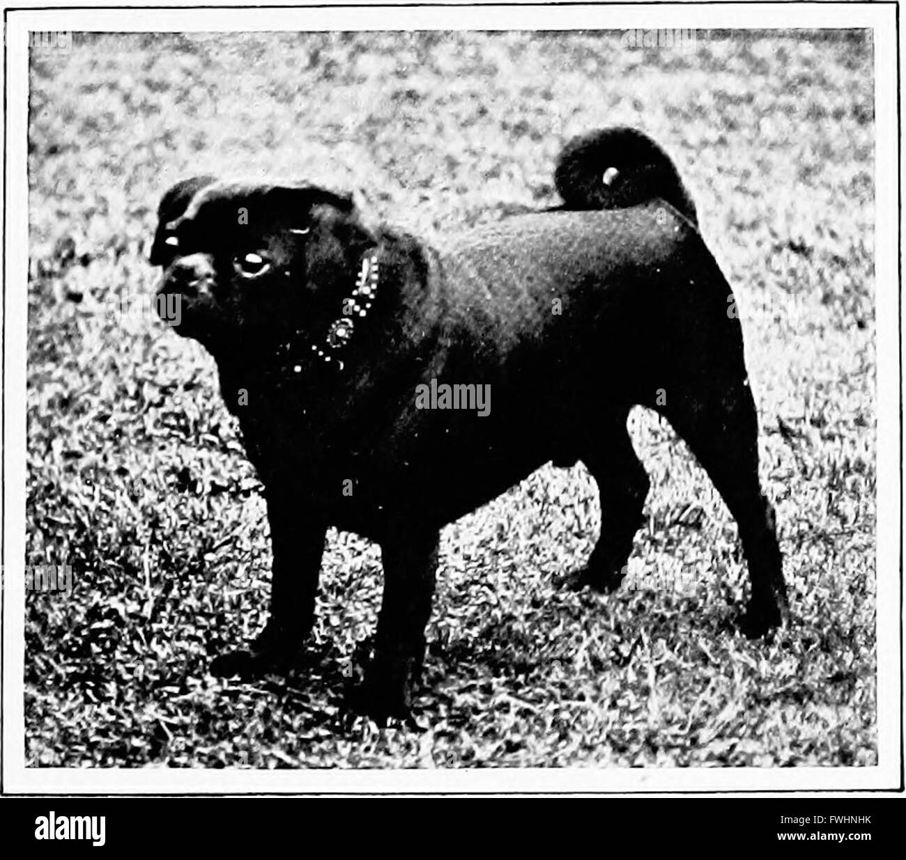 This 1907 book provides a thorough natural history of British dogs and ...