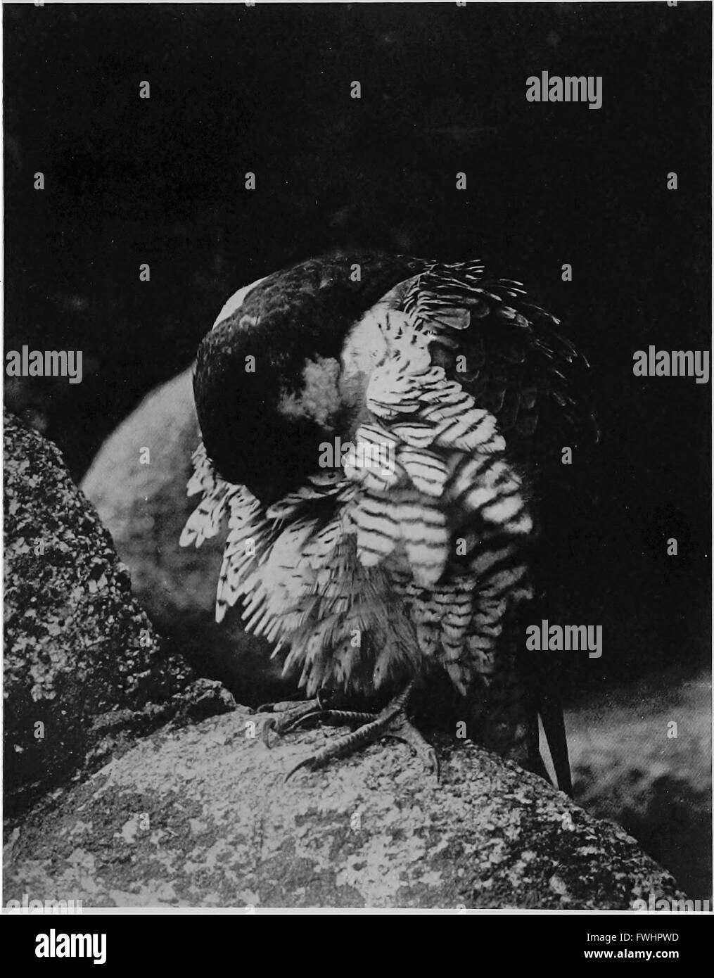 The peregrine falcon at the eyrie (1913 Stock Photo - Alamy