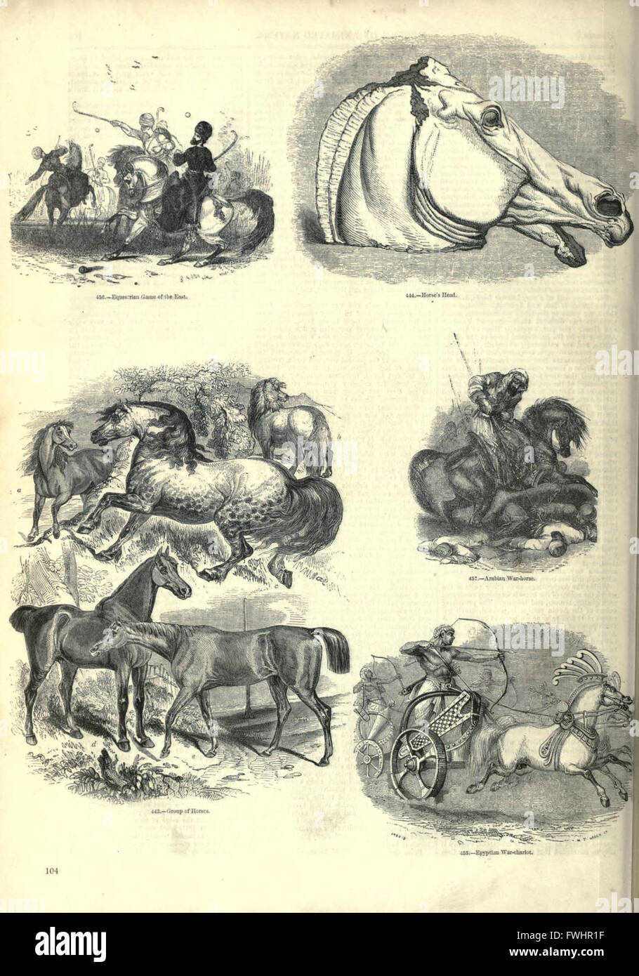 Page 104 of 'The Pictorial Museum of Animated Nature' showcases a ...