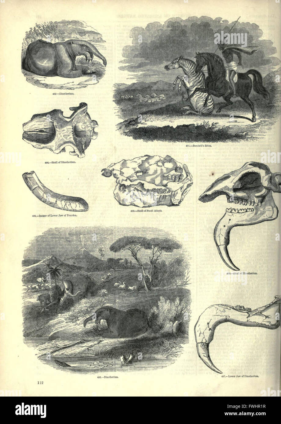 This illustration from *The Pictorial Museum of Animated Nature ...