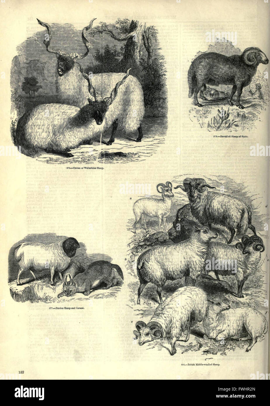 This page of 'The Pictorial Museum of Animated Nature' features ...