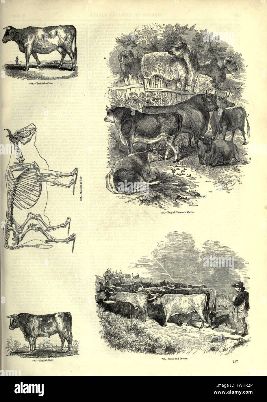 This book showcases illustrations of animated nature, focusing on the ...