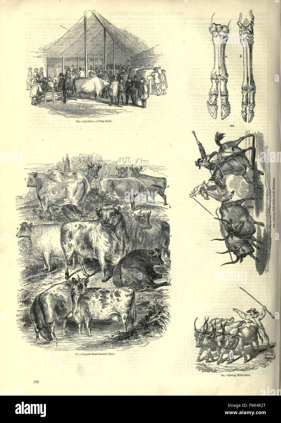 Page 160 of 'The Pictorial Museum of Animated Nature' presents a ...
