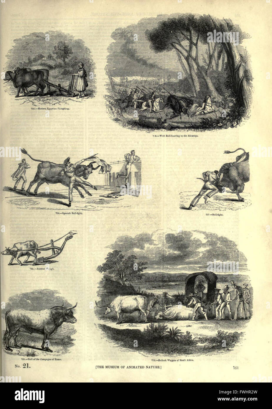 The pictorial museum of animated nature (Page 161 Stock Photo - Alamy