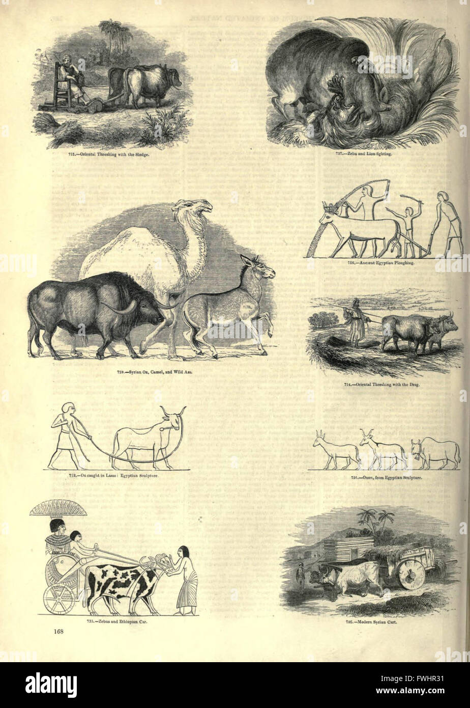 An illustrated museum showcasing animated nature, with detailed ...