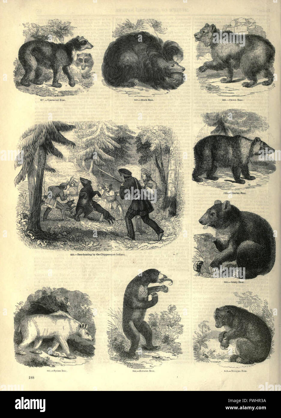'The Pictorial Museum of Animated Nature' (Page 188) is an illustrated ...