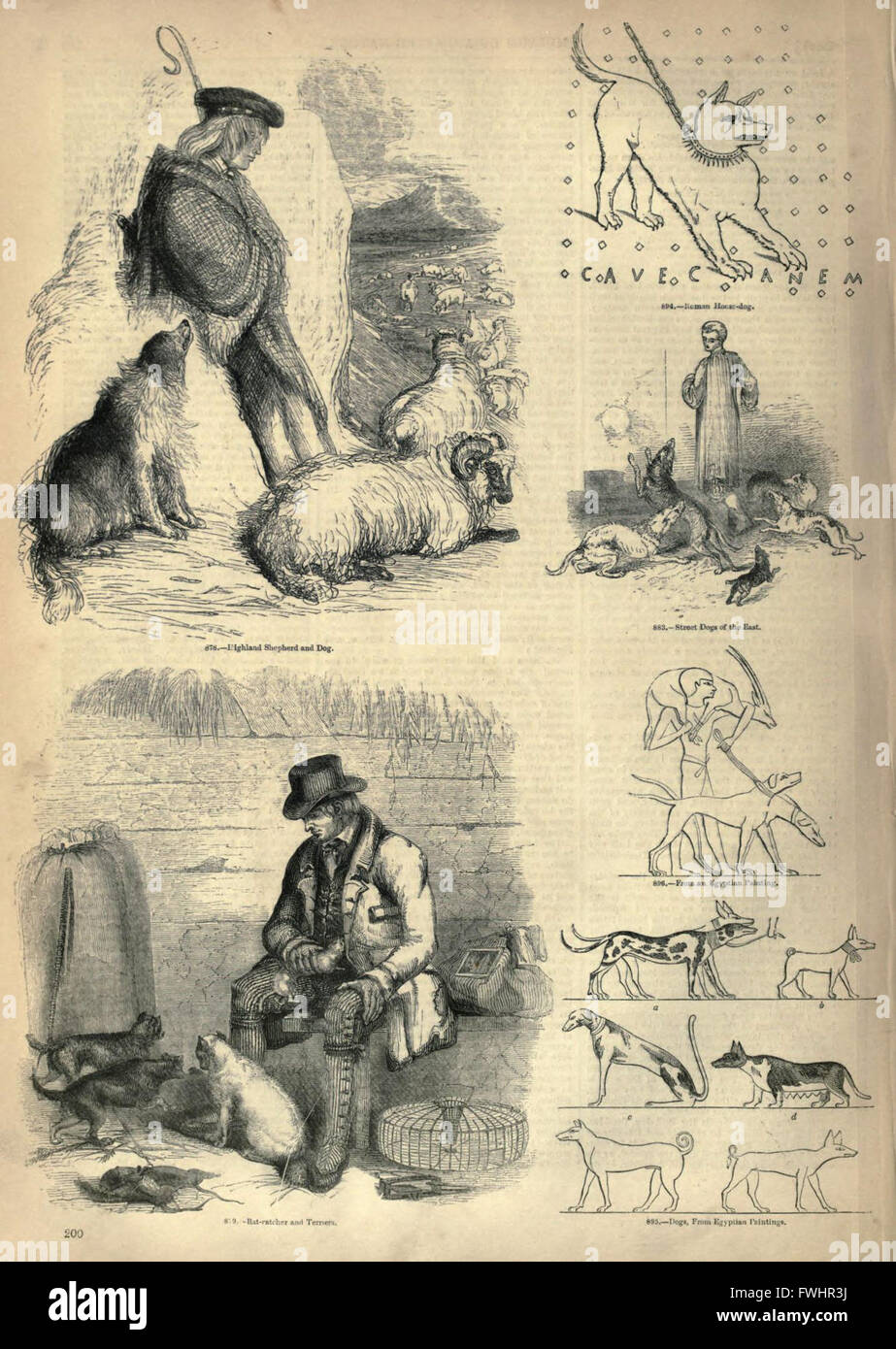 This work presents detailed illustrations of various species in their ...