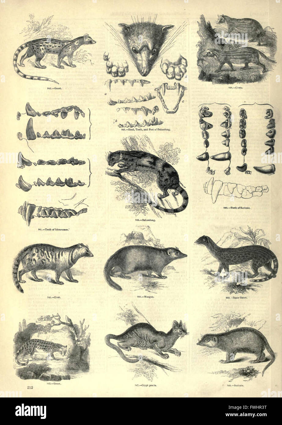 This work presents visual depictions of various animal species ...