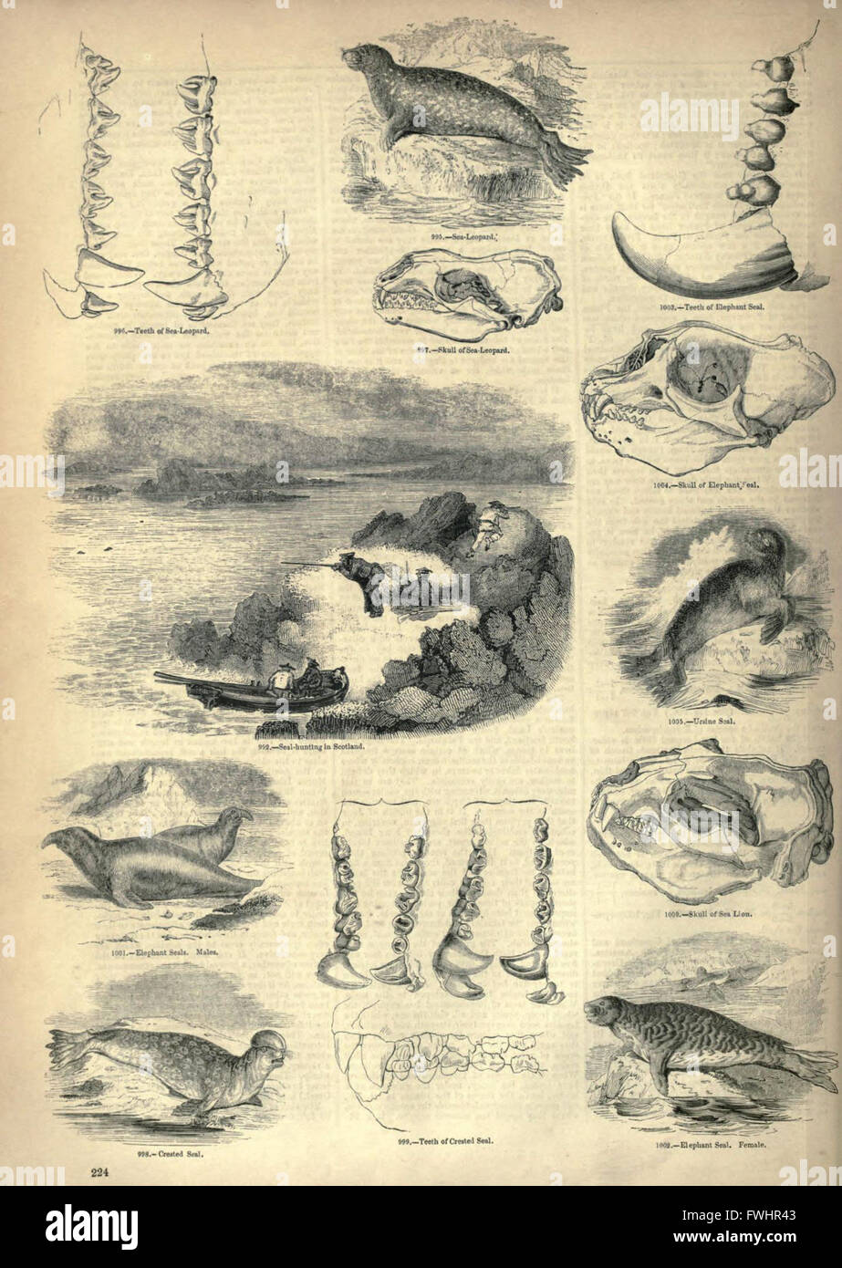 An illustrated volume featuring a variety of animals and their natural ...