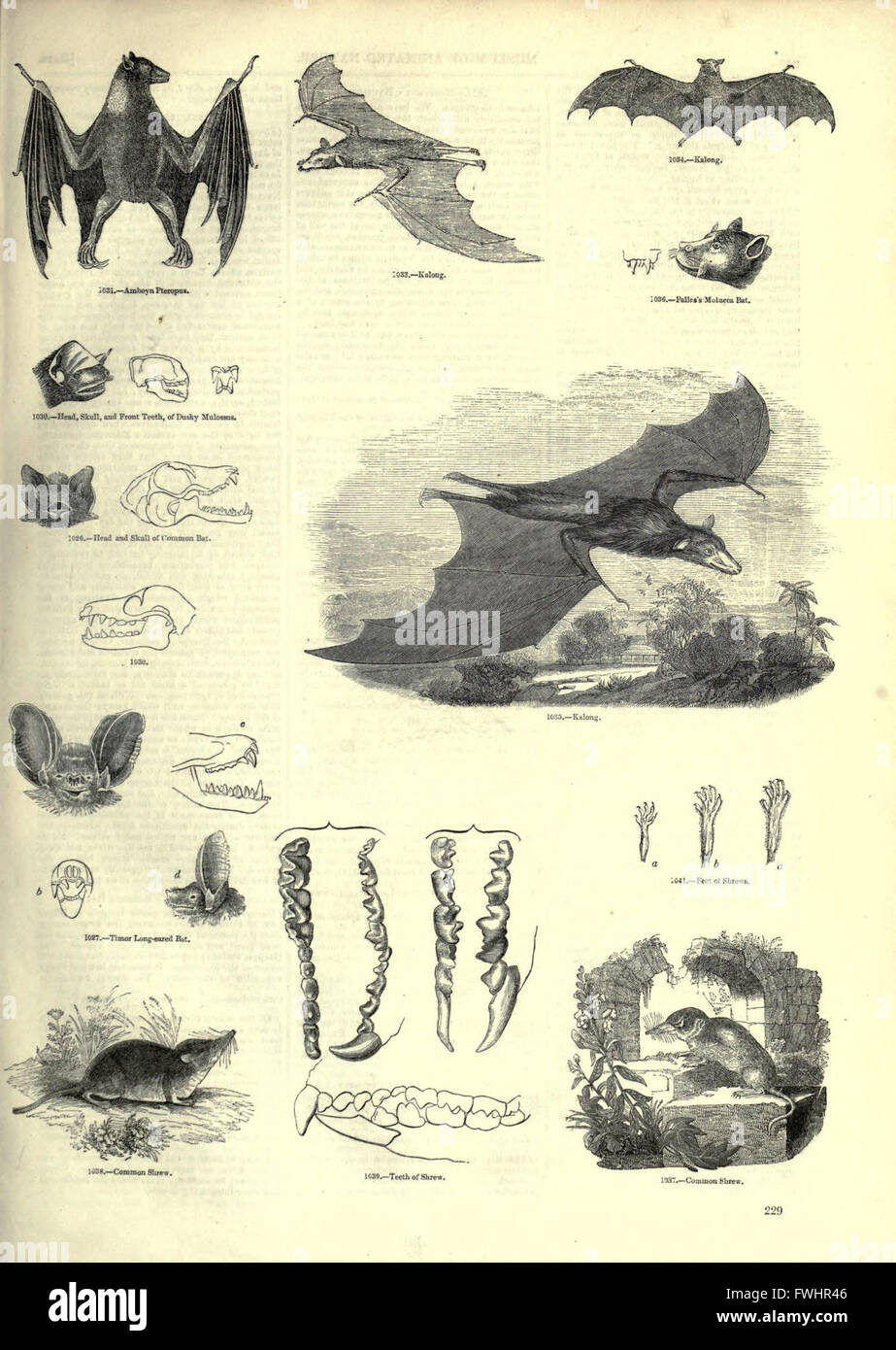 The pictorial museum of animated nature (Page 229 Stock Photo - Alamy